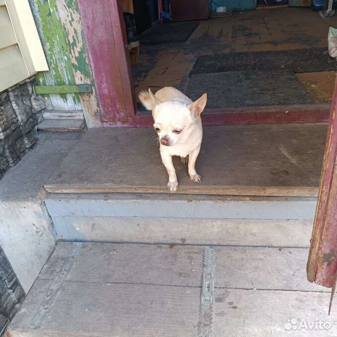 Чехуа хуа Собака