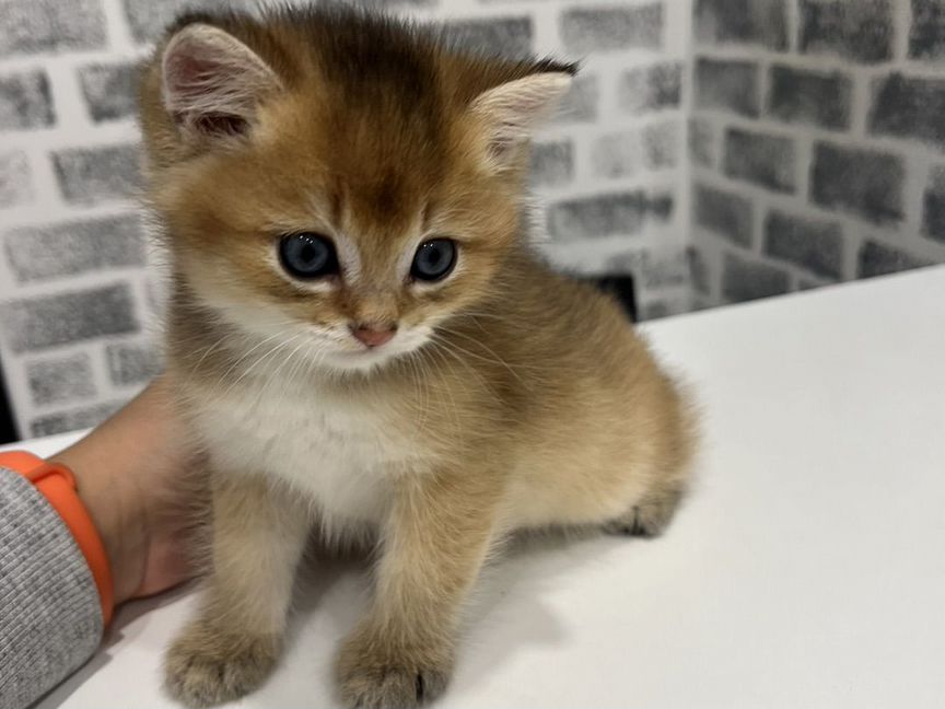 Котята золотая шиншилла