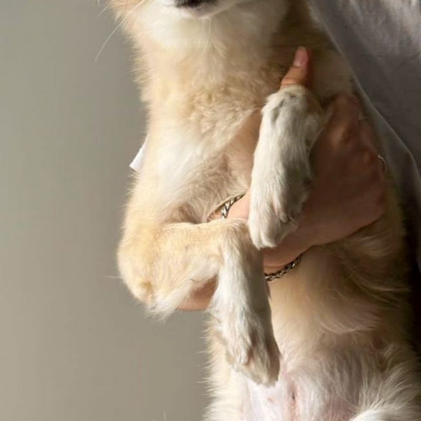 Отдам собаку(хаски лайка) в добрые руки