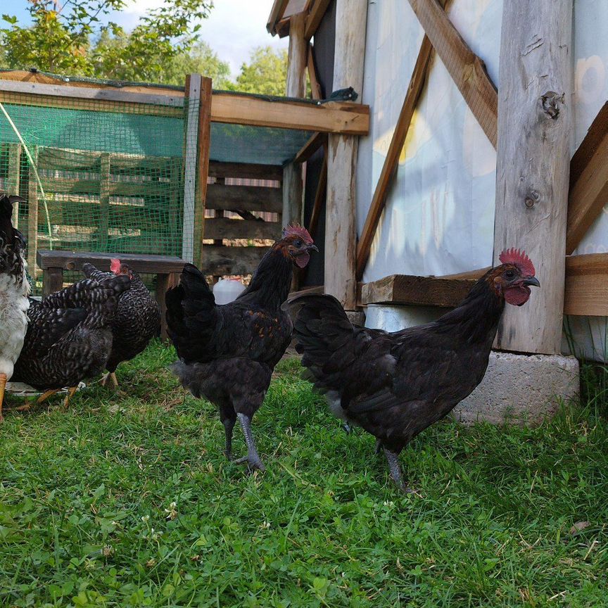 Петушки Лакеданзи