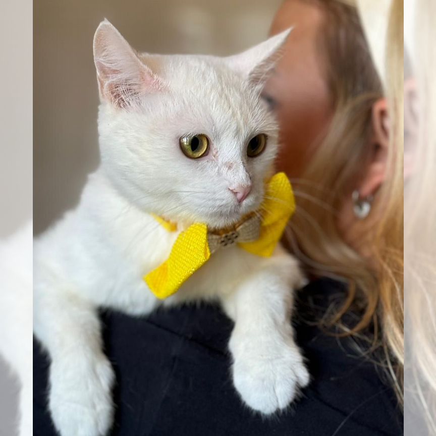 Ласковая мурлыка Снежинка из приюта ищет дом