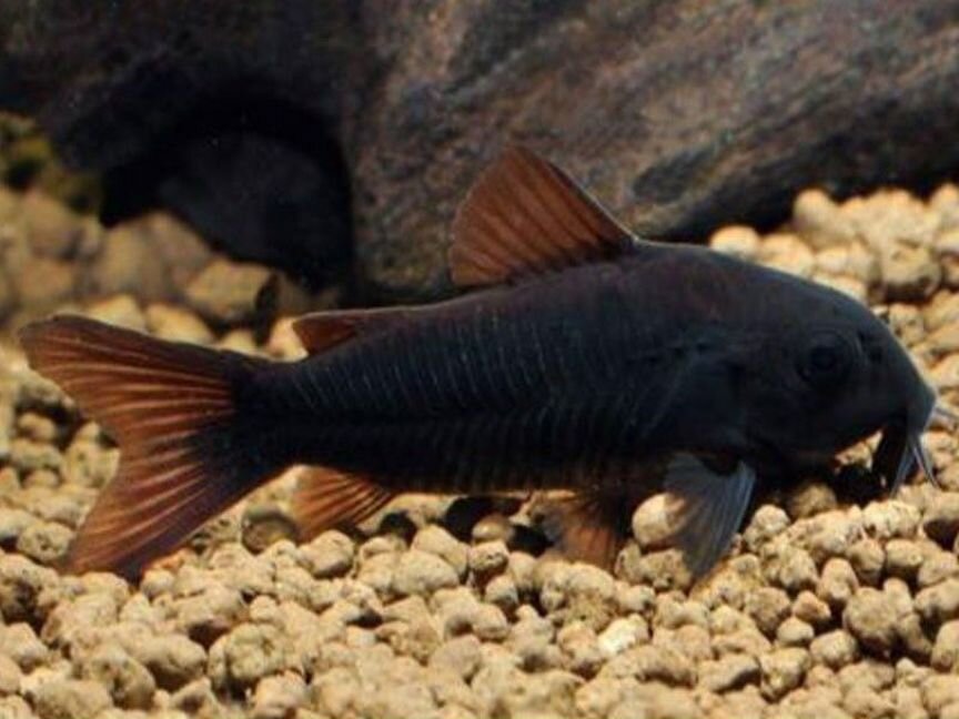 Коридорас Венесуэла блэк