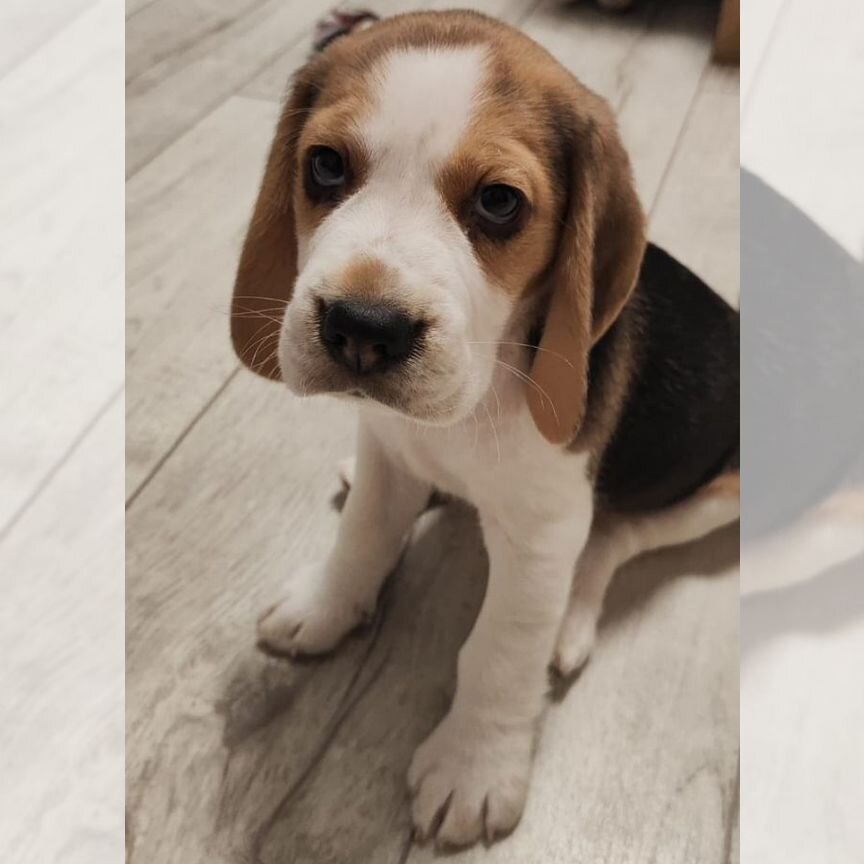 Щенки бигль