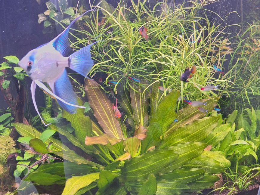 Аквариумные растения