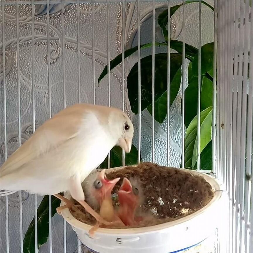 Гнездо для канареек