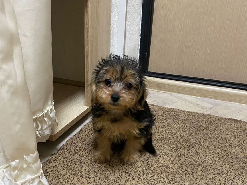 Йоркширский терьер