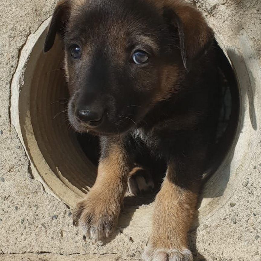 Метисы лапочки девочки в добрые ручки