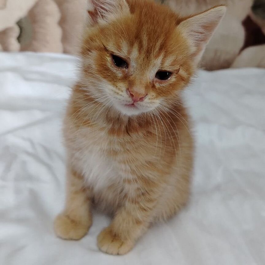 Сибирский котёнок