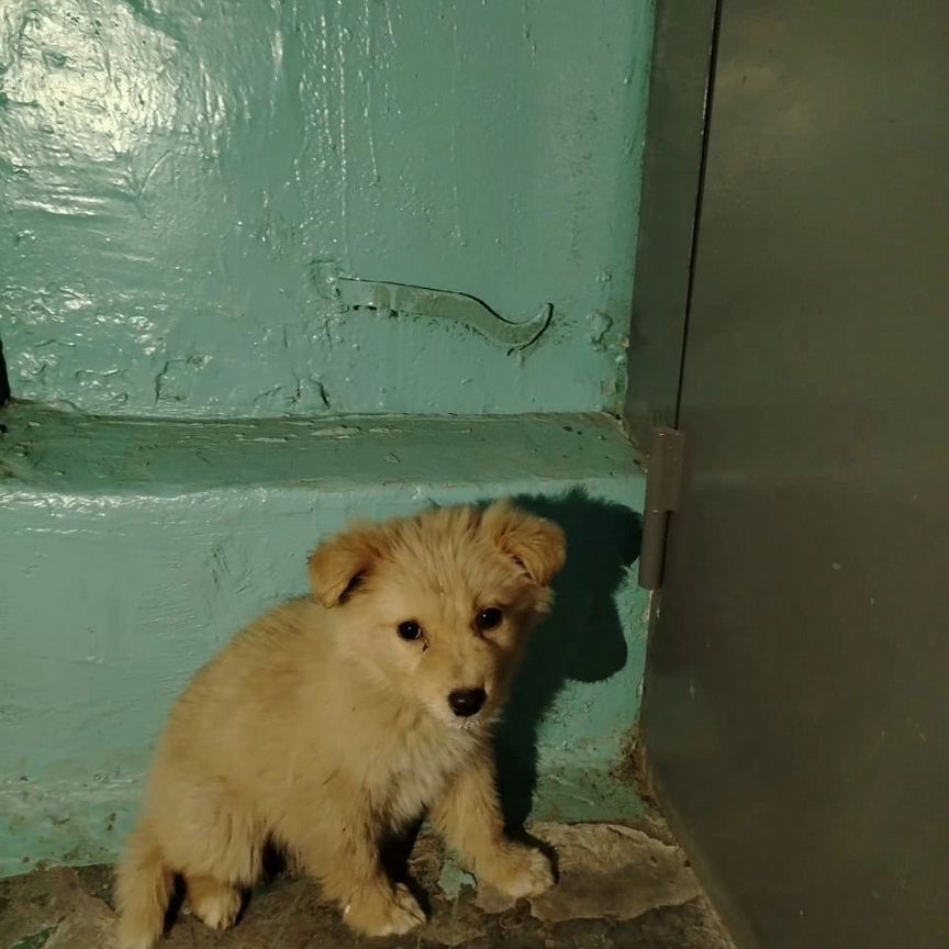 Щенок в подъезде