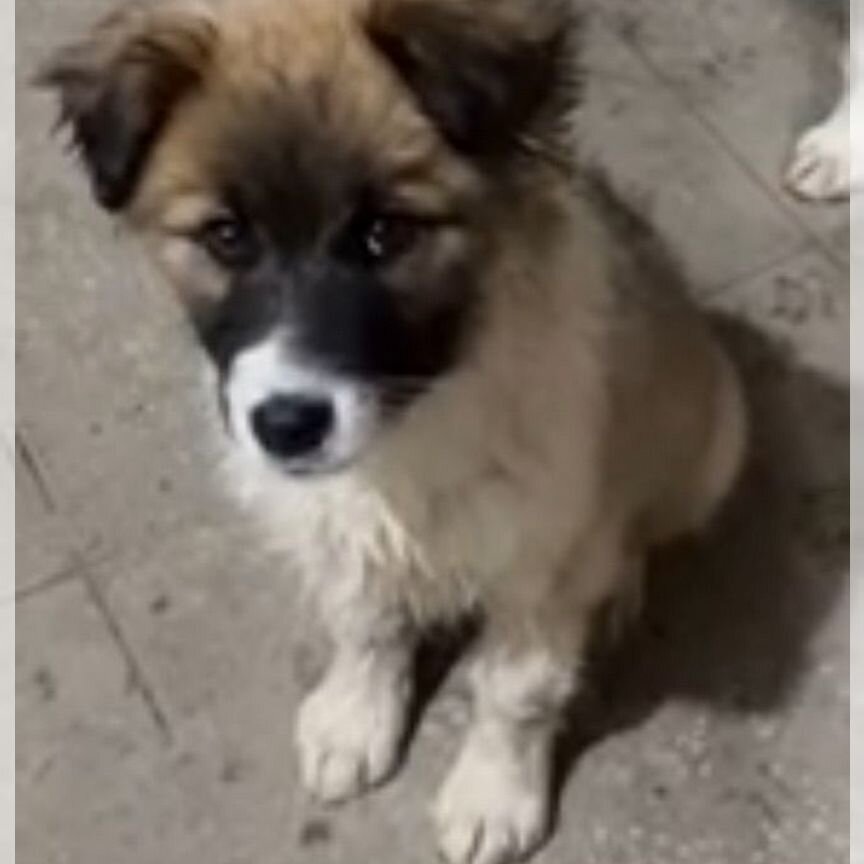 Щенок в добрые руки