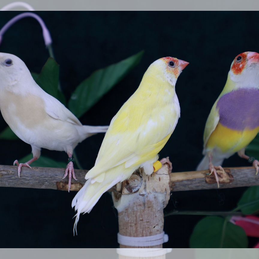 Гульдовая амадина