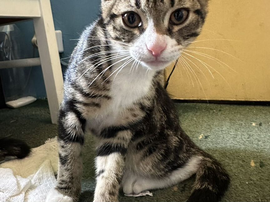 Кошки
