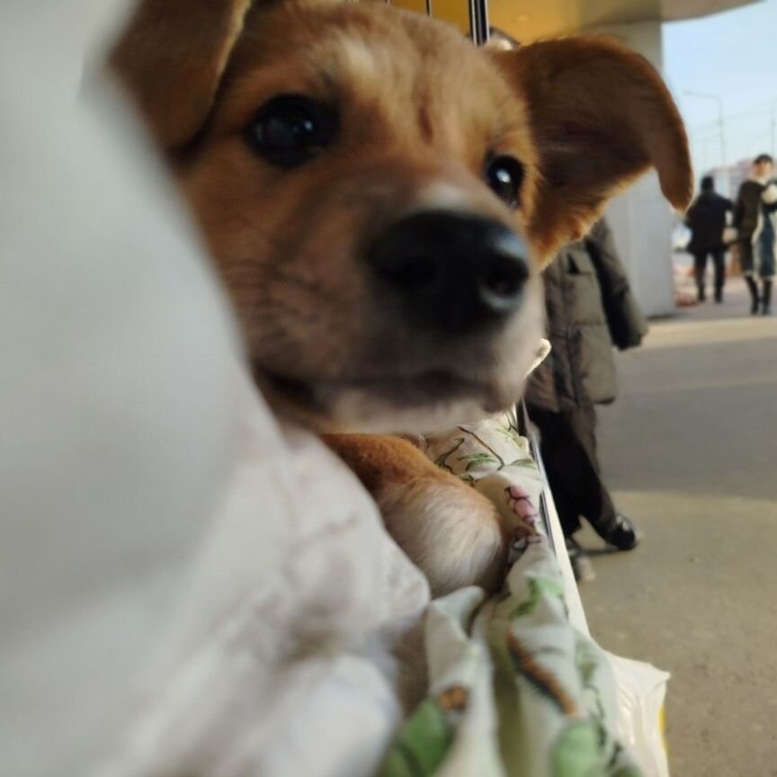 Щенок девочка в добрые руки