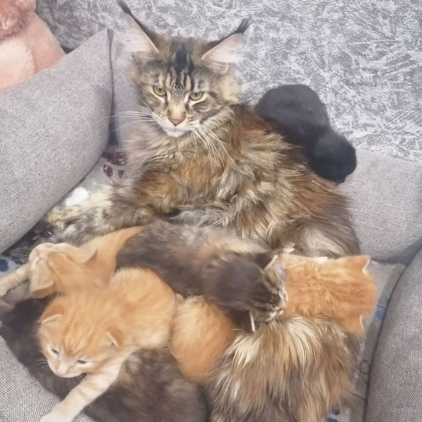 Котята майкунята