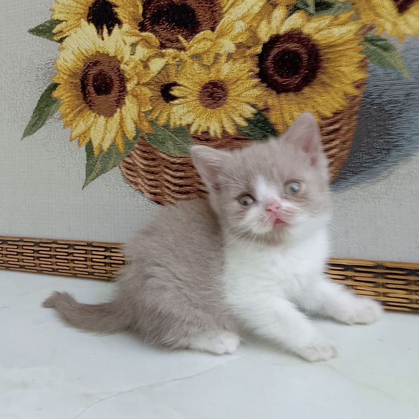 Кошка британка