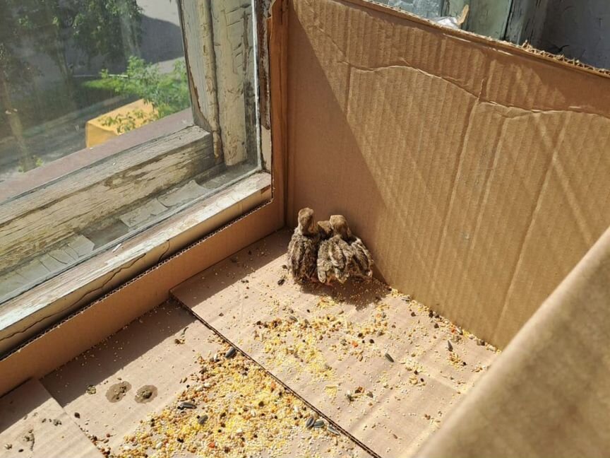 Кеклики горные куропатки