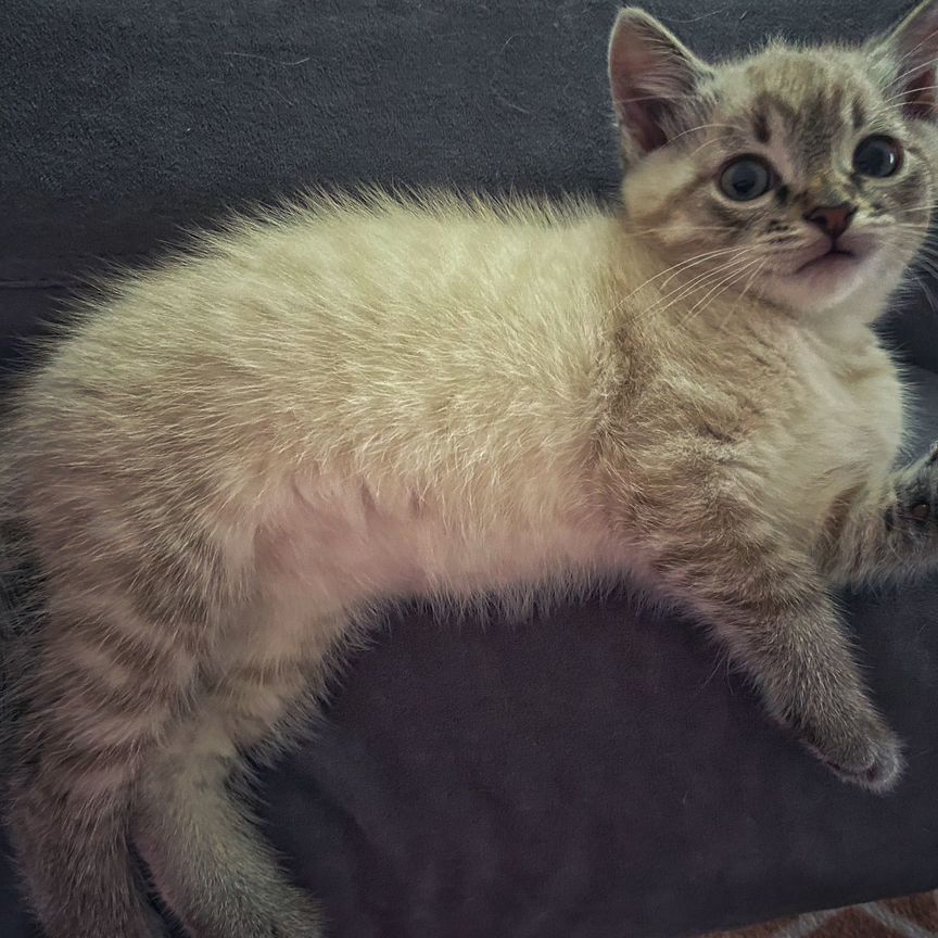 Котенок мальчик