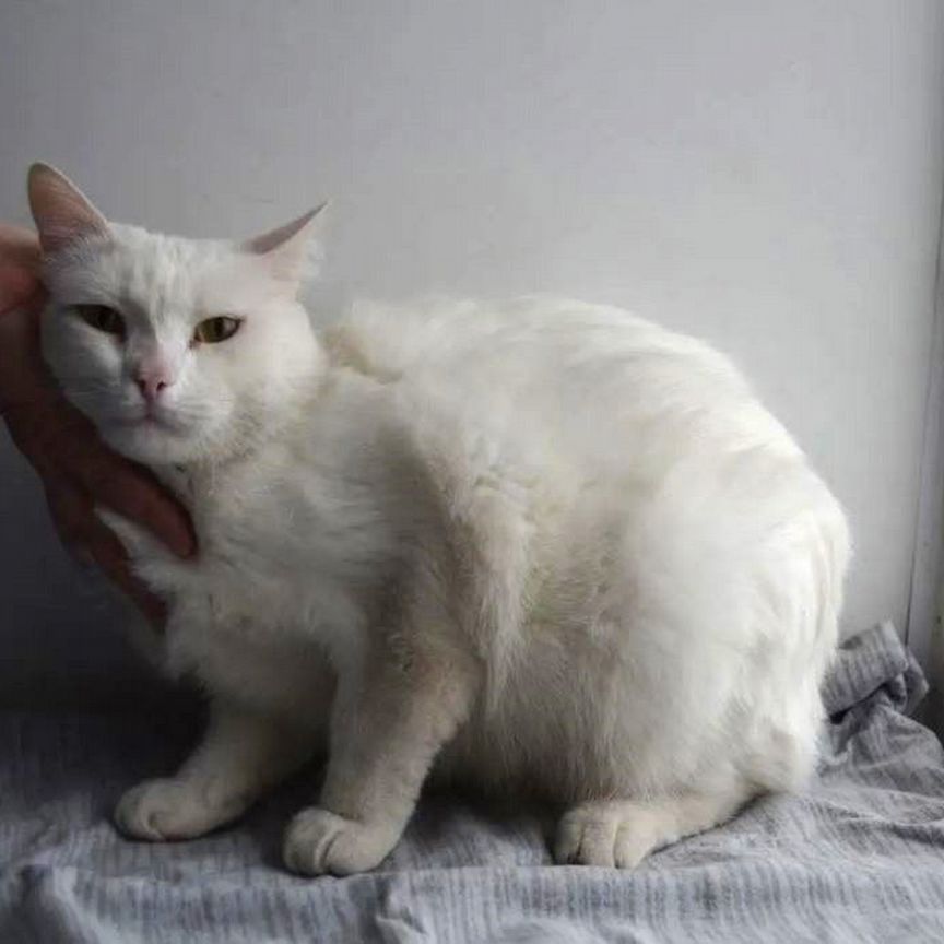 Отдам белого кота. Кастрирован