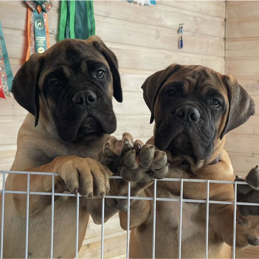 Мальчик бульмастиф