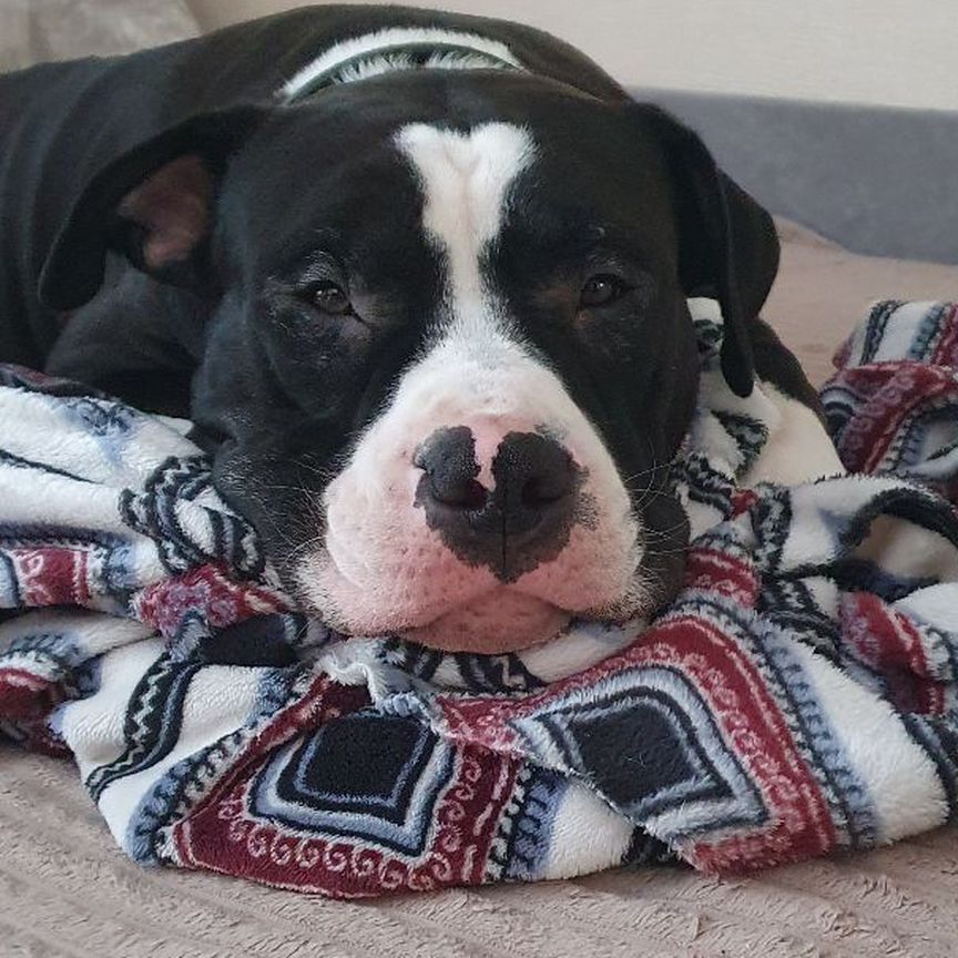 Американский стаффордширский терьер, вязка