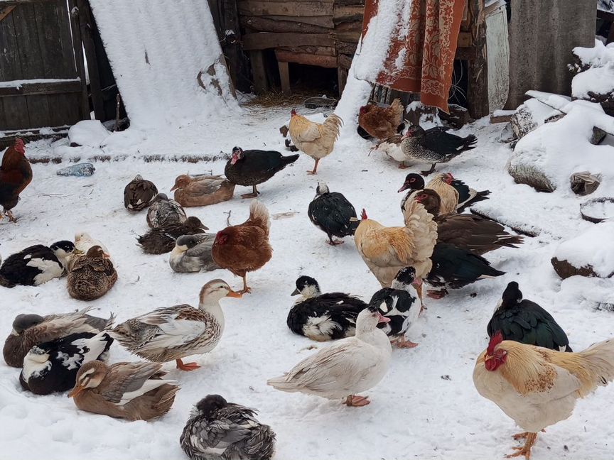 Продам индо-уток