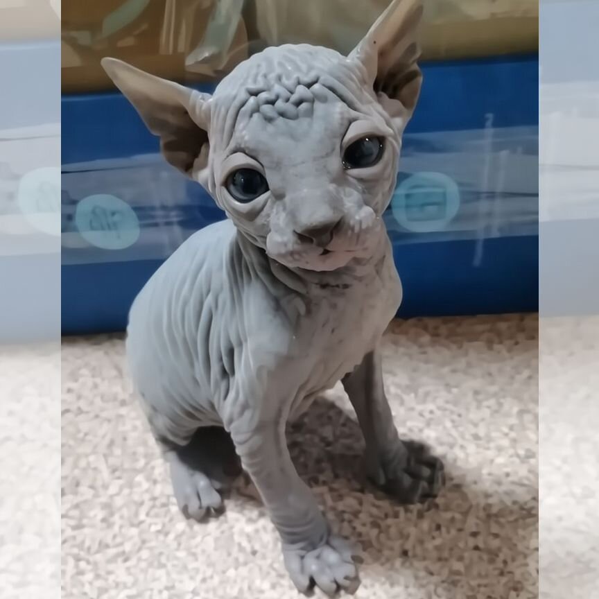 Канадский сфинкс котёнок