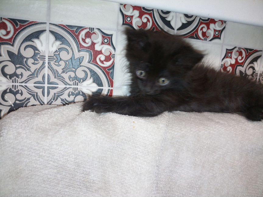 Котята-демонята