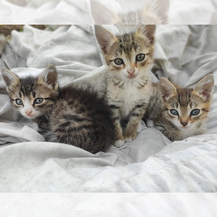 Котята в добрые руки