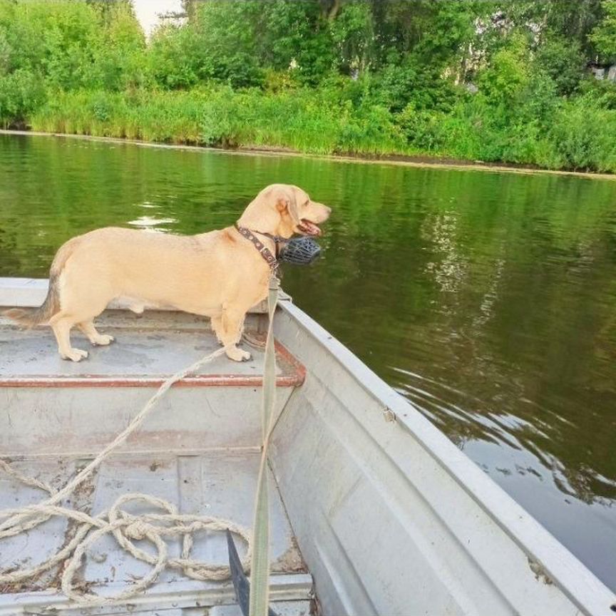 Такса