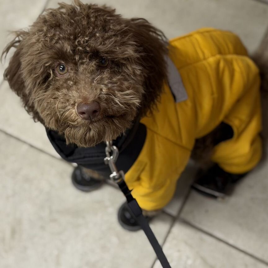 Карликовый пудель, щенок