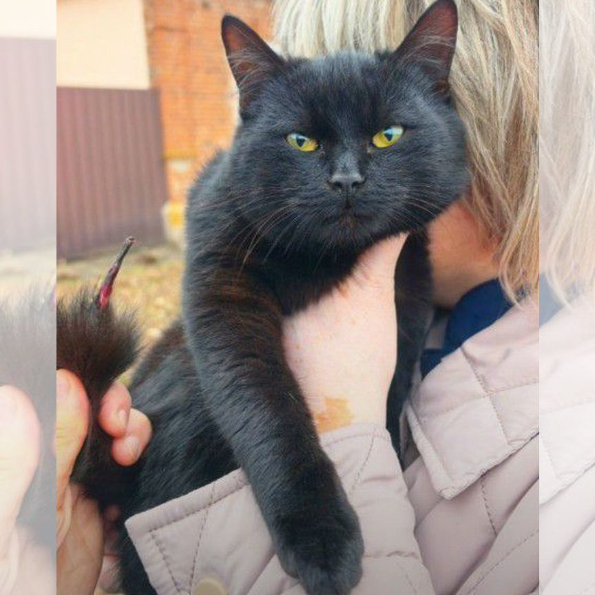 Котёнок в добрые руки