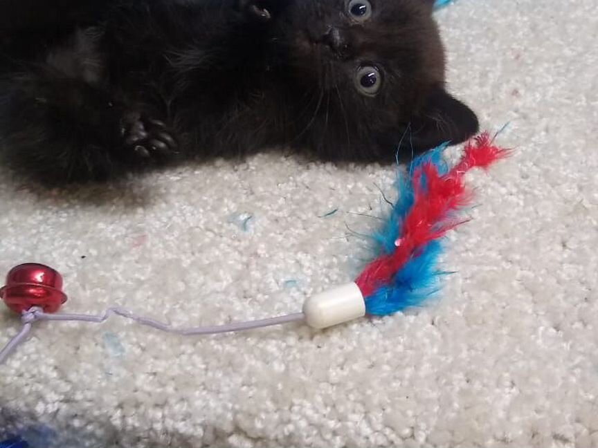 Котенок мальчик 1,5 месяца