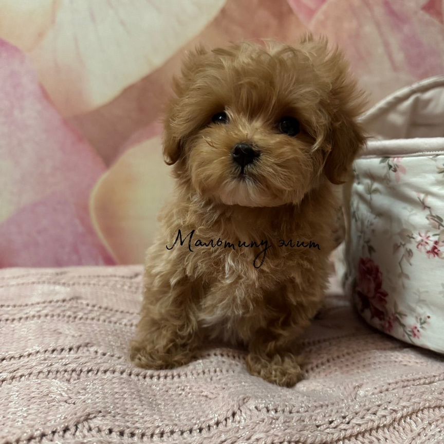 Мальтипу ф1 мини и микро