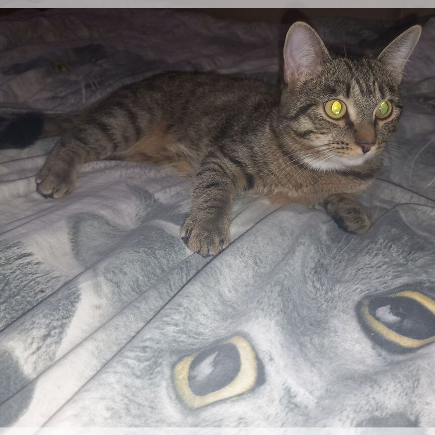 Ориентальный котёнок