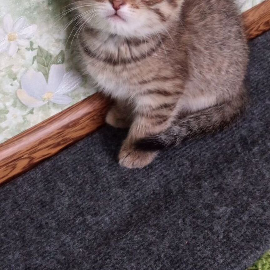 Отдам в добрые руки