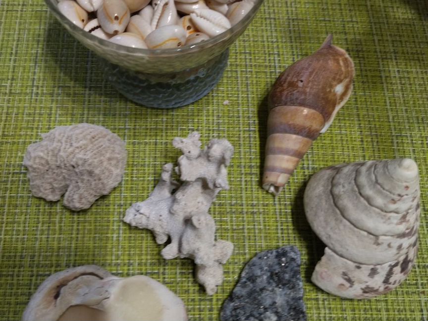 Ракушки и кораллы из Таиланда