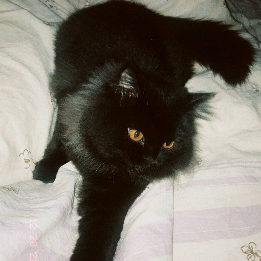 Кошка британская длинношерстная