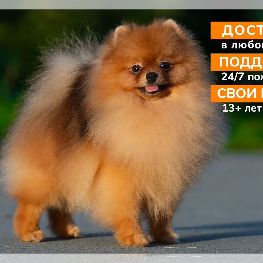 Померанский шпиц, щенок