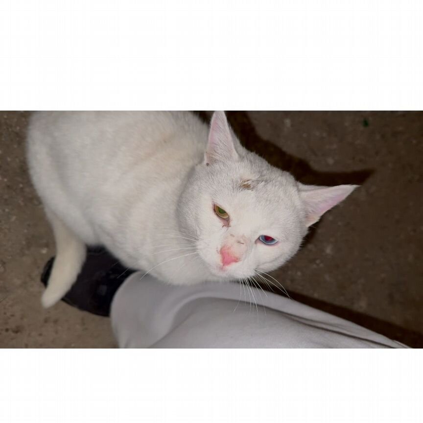 Очень ласковые котята