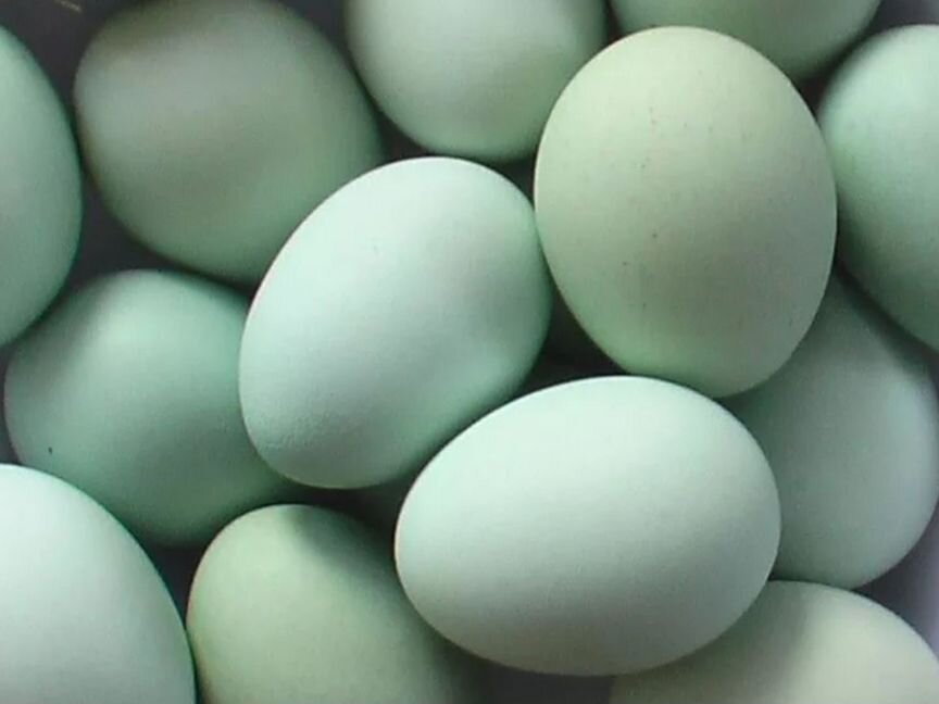 Инкубационное яйцо лакеданзи