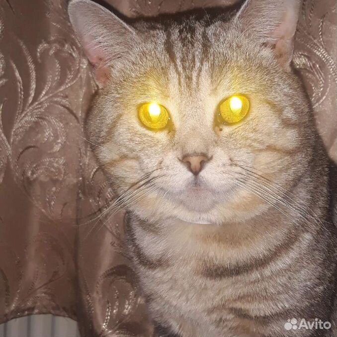 Шотландский кот на вязку (Скотиш Страйт)