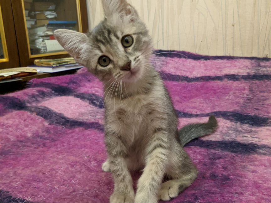 Котята в добрые руки SOS