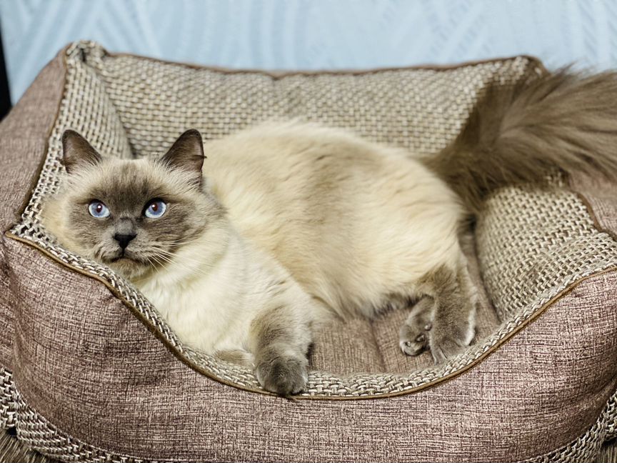 Рэгдолл девочка в любимцы или разведение