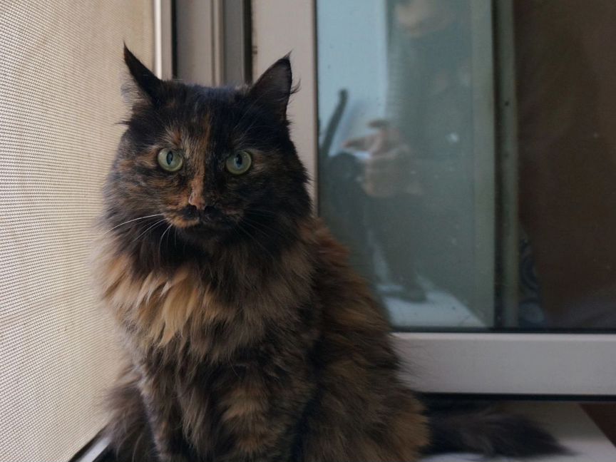 Кошка Марго в добрые руки