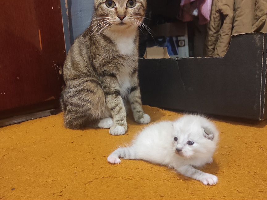 Котенок курильский бобтейл