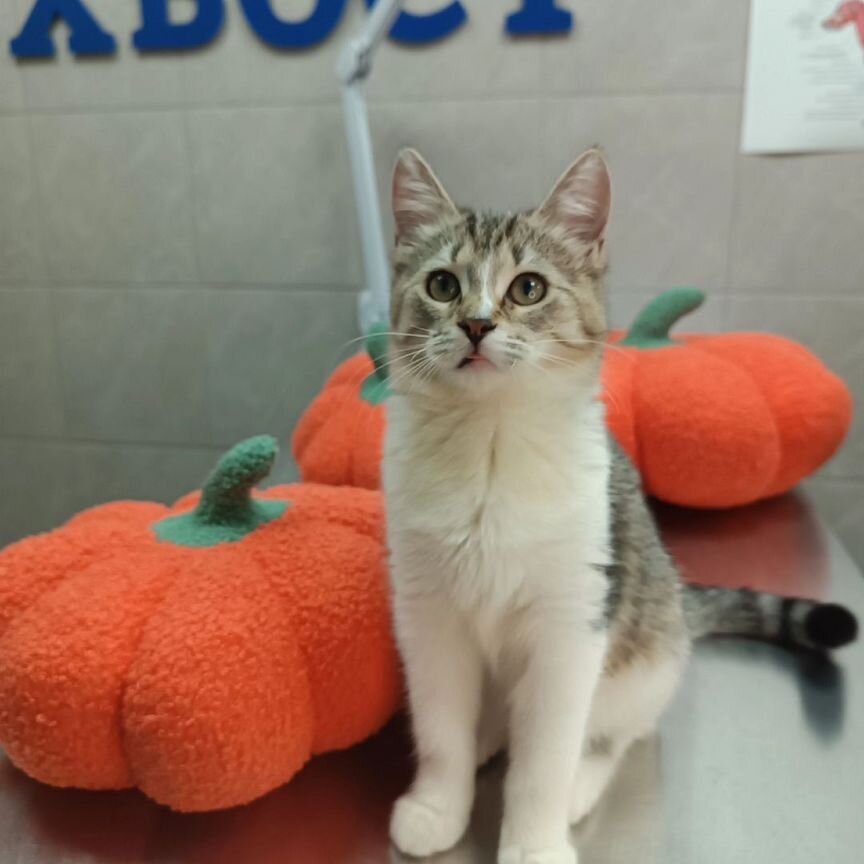 Кошечка Киви ищет дом