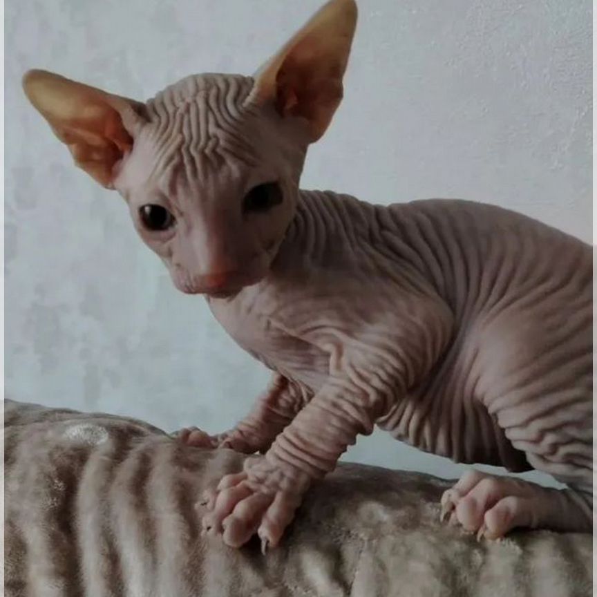 Канадский сфинкс котёнок