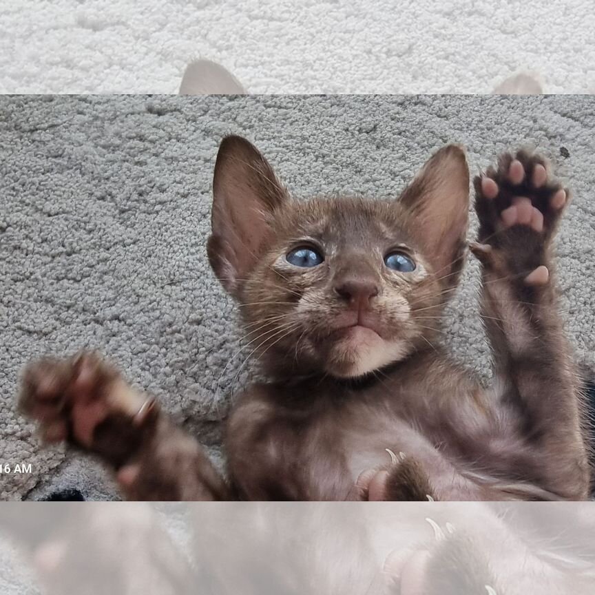 Ориентальные котята