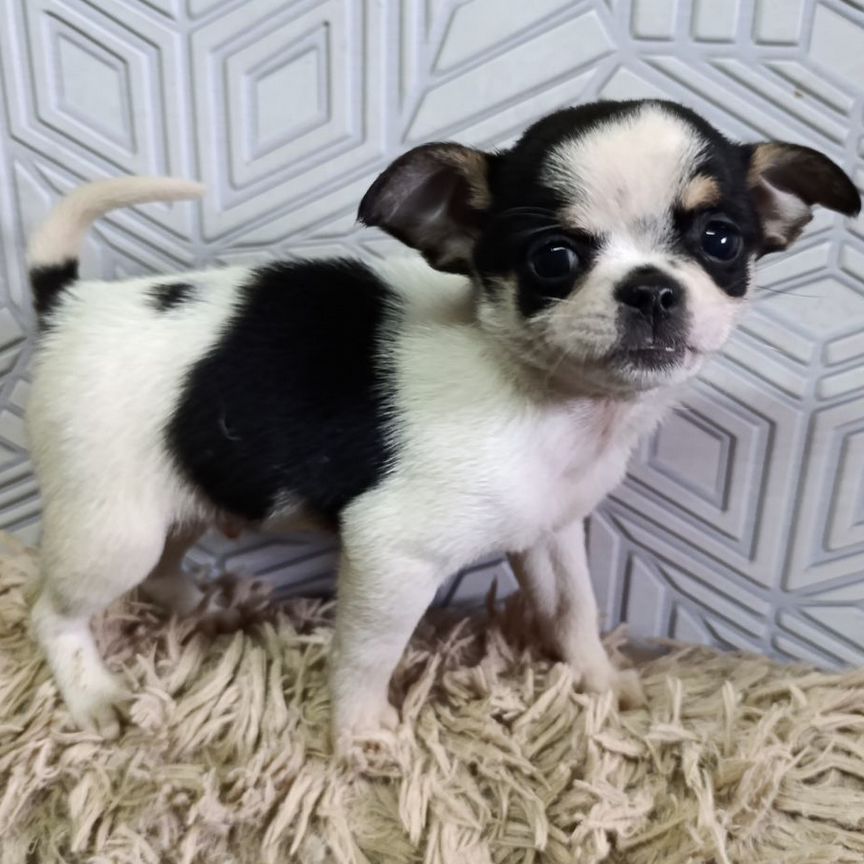 Чихуахуа, щенок