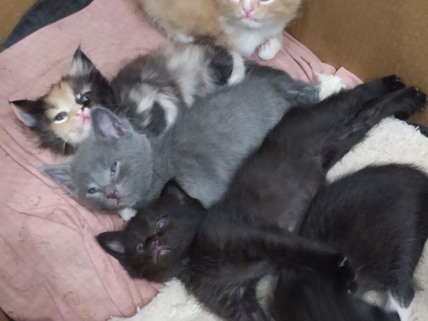 Котята в добрые руки приучены к лотку